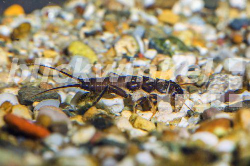 blickwinkel - Grosskoepfige Steinfliege (Dinocras cephalotes), Larve ...