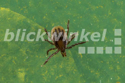 blickwinkel - Zecken (Ixodides), Zecke lauert auf einem Blatt ...