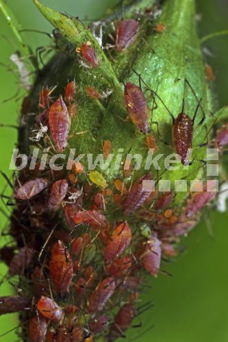 blickwinkel - Grosse Rosen-Blattlaus, Grosse Rosenlaus, Rosenblattlaus ...