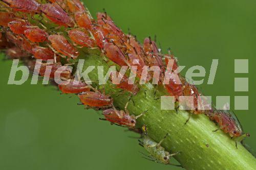 blickwinkel - Grosse Rosen-Blattlaus, Grosse Rosenlaus, Rosenblattlaus ...