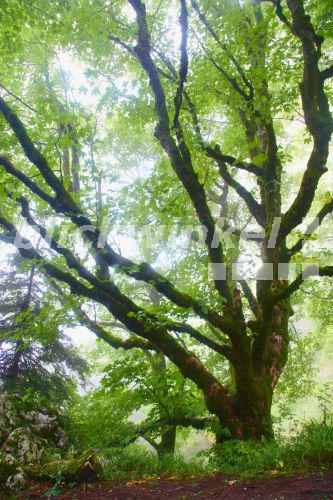 blickwinkel - Bergahorn, Berg-Ahorn (Acer pseudoplatanus), alter ...