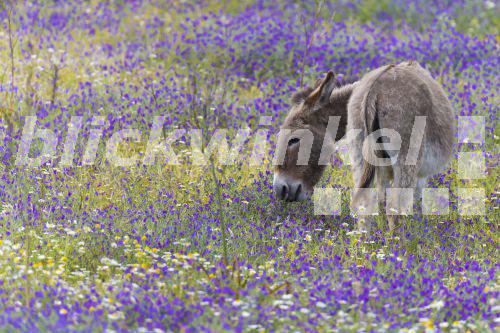 blickwinkel - Esel, Hausesel, Haus-Esel (Equus asinus asinus), steht in ...