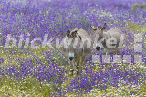 blickwinkel - Esel, Hausesel, Haus-Esel (Equus asinus asinus), zwei ...
