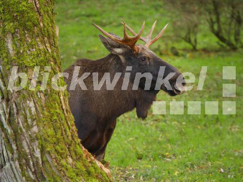blickwinkel - Europaeischer Elch (Alces alces alces), Elchbulle schaut ...