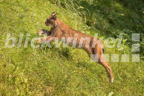 blickwinkel - Eurasischer Luchs, Europaeischer Luchs (Lynx lynx ...
