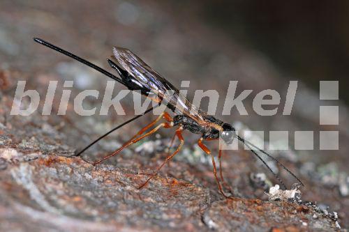 blickwinkel - Schwarze Kiefernholzwespe, Schwarze Kiefern-Holzwespe ...