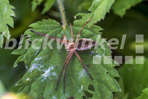 blickwinkel - Listspinne, List-Spinne, Raubspinne, Raub-Spinne ...