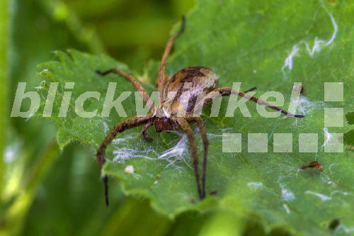 blickwinkel - Listspinne, List-Spinne, Raubspinne, Raub-Spinne ...