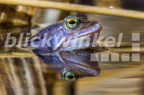 blickwinkel - Moorfrosch, Moor-Frosch (Rana arvalis), Maennchen an der ...
