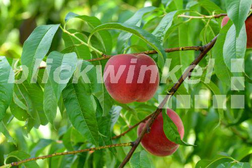 blickwinkel - Pfirsich, Pfirsichbaum, Maura (Prunus persica 'Maura ...