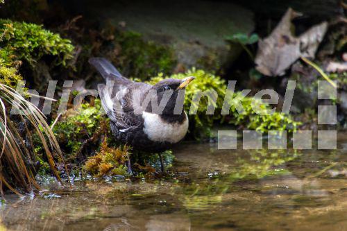 blickwinkel - Ringdrossel, Ring-Drossel (Lanioturdus torquatus, Turdus ...