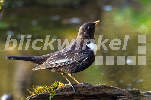 blickwinkel - Ringdrossel, Ring-Drossel (Lanioturdus torquatus, Turdus ...