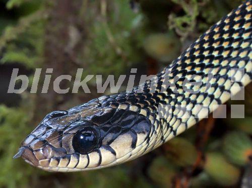 blickwinkel - Perlnatter, Gesprenkelte Bodenschlange (Drymobius ...