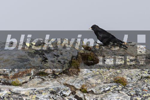 blickwinkel - Alpendohle, Alpen-Dohle, Bergdohle, Berg-Dohle, Jochdohle ...