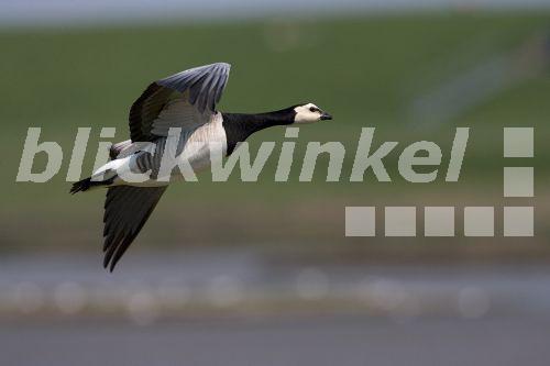 blickwinkel - Weisswangengans, Weisswangen-Gans, Nonnengans, Nonnen ...