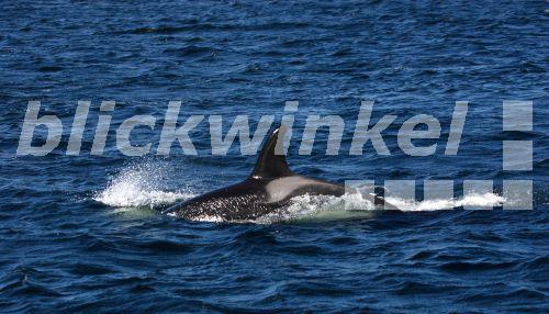 blickwinkel - Schwertwal, Schwert-Wal, Killerwal, Killer-Wal, Orca ...