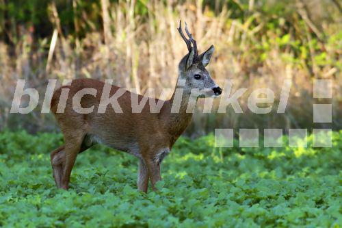 blickwinkel - Europaeisches Reh (Capreolus capreolus), junger Rehbock ...