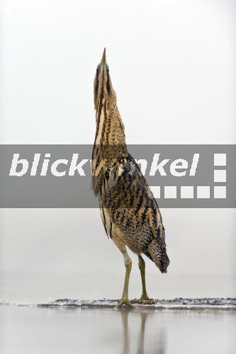 blickwinkel - Rohrdommel, Rohr-Dommel, Grosse Rohrdommel (Botaurus ...