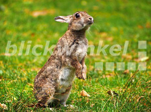 blickwinkel - Europaeisches Wildkaninchen (Oryctolagus cuniculus ...