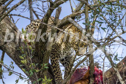 blickwinkel - Leopard (Panthera pardus), mit Beute in einem Baum, Kenia ...