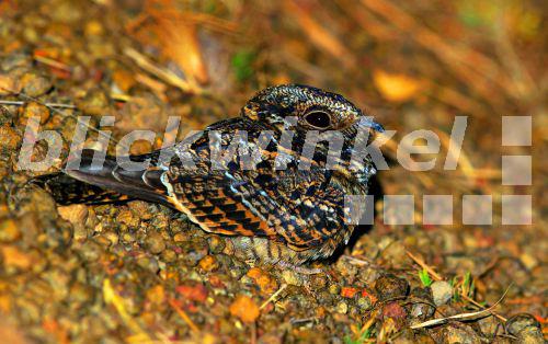 blickwinkel - Gnomennachtschwalbe, Gnomen-Nachtschwalbe (Chordeiles ...