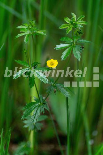 blickwinkel - Blutwurz, Tormentill (Potentilla erecta), bluehend ...