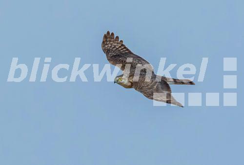 blickwinkel - Sperber (Accipiter nisus), junges Maennchen im Flug ...