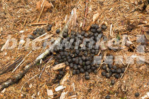 blickwinkel - Rothirsch, Rot-Hirsch, Edelhirsch, Edel-Hirsch, Rotwild ...