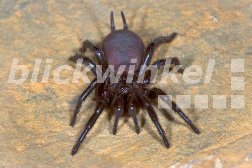 blickwinkel - Trichternetz-Vogelspinne, Trichternetzvogelspinne ...