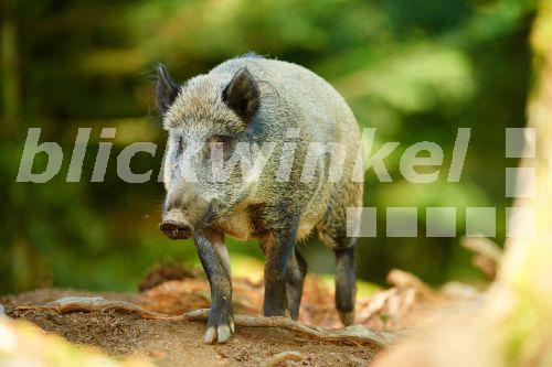 blickwinkel - Wildschwein, Wild-Schwein, Schwarzwild (Sus scrofa), im ...