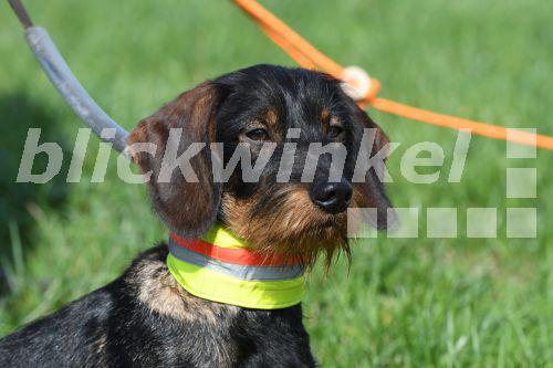 blickwinkel - Rauhhaardackel, Rauhhaar-Dackel, Rauhaardackel, Rauhaar ...
