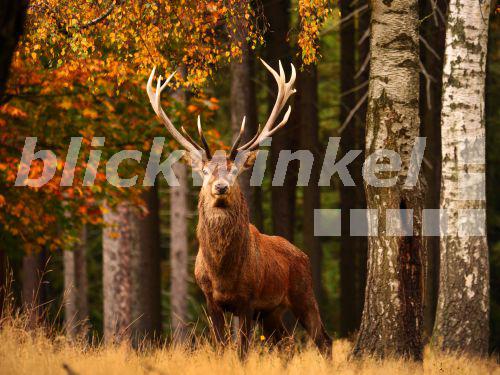 blickwinkel - Rothirsch, Rot-Hirsch, Edelhirsch, Edel-Hirsch, Rotwild ...