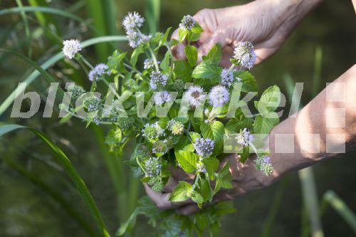 blickwinkel - Wasser-Minze, Wasserminze, Bach-Minze, Bachminze (Mentha ...